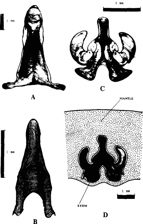 Egopsid stamstruktur