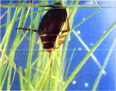 Gewone swimmer (Dytiscus latissimus L.)