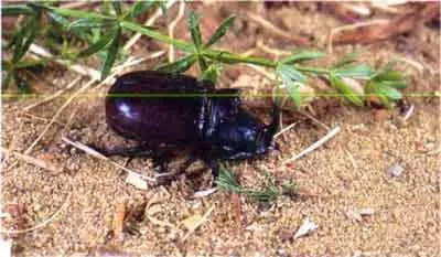 犀牛甲蟲 (Oryctes nasicornis L.)