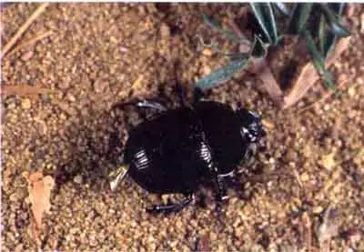 Mbolea ya kawaida (Geotrupes stercorarius L)