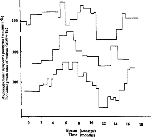 Individual growth curves of the gladius Kondakovia longimana plotted on a single timeline