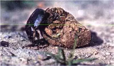 Scarab mimọ (Scaiabaeus sacer L.)