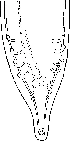 Hartertia confusa Cram, 1927