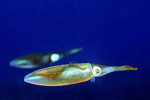 Analysis of Individual Growth Curves of Walanienzis Squid