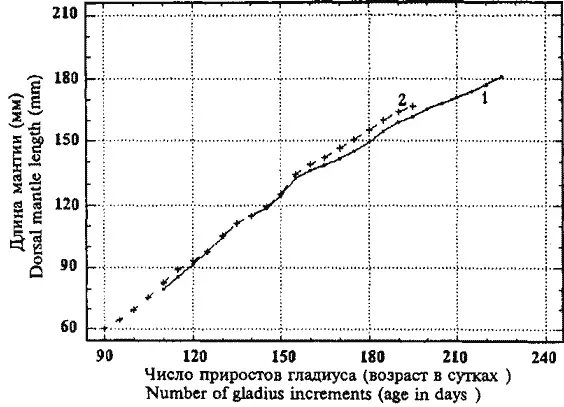 Sthenoteuthis oualaniensis (тропическа група); индивидуални криви на линеен растеж на два зрели мъжки: 1 - 18,1; 2 - 17,1 см