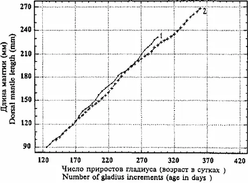 Sthenoteuthis oualaniensis (Червено море-арабска група); индивидуални линейни криви на растеж на два зрели мъжки