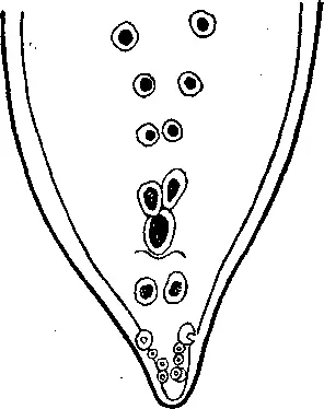 Protospirura numidica Seurat, 1914 m