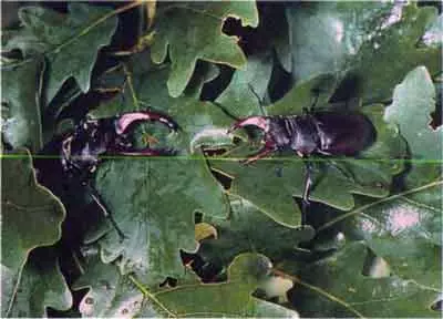 Kumbang stag (Lucanus cervus L.)