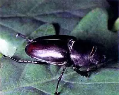 Kumbang stag (Lucanus cervus L.)