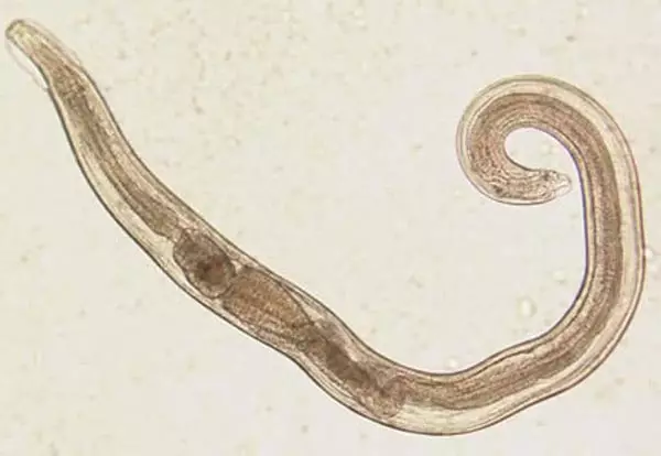 Protospirura suslica