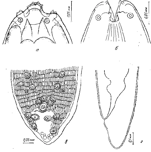 Protospirura suslica 8115_2