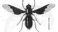 I-anthrax fly (i-Anthrax morio)