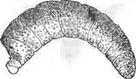 Larva lehibe an'ny anthrax misy tadiny telo.