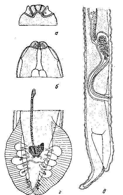 UCyrnea (Cyrnea) eurycerca Seurat, ngo-1914