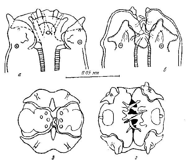 Cyrnea (Cyrnea) eurycerca Seurat, 1914 yil