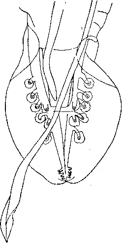 Cyrnea (Cyrnea) lycur Fedjushin, 1946