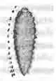 Monodontomere larva