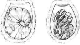 Sél antopora sareng larva sareng pupa na, anu henteu katutup ku larva monodontomer