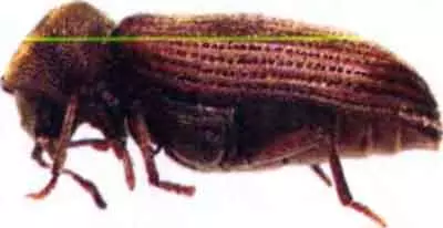 Möbelschleifer oder Haushaltsschärfer (Anobium punctatum Deg.)