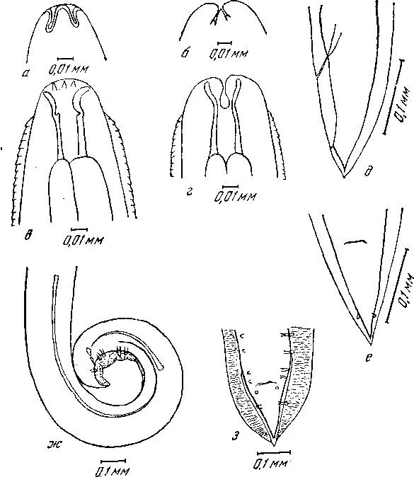 Cyrnea (Procyrnea) imbricata (Maplestone, 1930) Chabaud, 1958