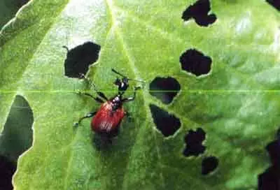 Kenari-pipa rengkuh, atanapi curler nut (Apcderus coryli L.)