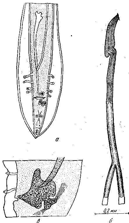 Cyrnea (Procymea) tulostoma (Hemprich et Ehrenberg, 1866) Chabaud, 1958 (ຫຼັງຈາກ Sera, 1914)