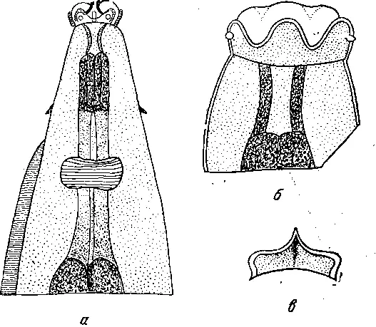 Cyrnea (Procyrnea) tulostoma (Hemprich et Ehrenberg, 1866) Chabaud, 1958 (mushure meSera, 1914)