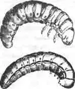 ಸೆರೋಕೋಮ್ ಮತ್ತು ಮೂತ್ರಕೋಶಗಳು