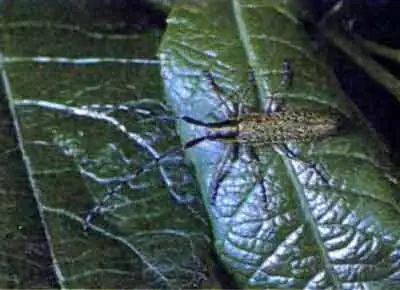 Barbo de girassol (Agapanthia dahli Richt.)