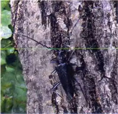 ಗ್ರೇಟ್ ಓಕ್ ಬಾರ್ಬೆಲ್ (ಸೆರಾಂಬಿಕ್ಸ್ ಸೆರ್ಡೊ ಎಲ್)