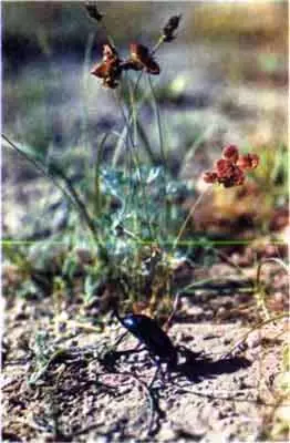 Steppe medlyak (Blaps halophila F.-W.)