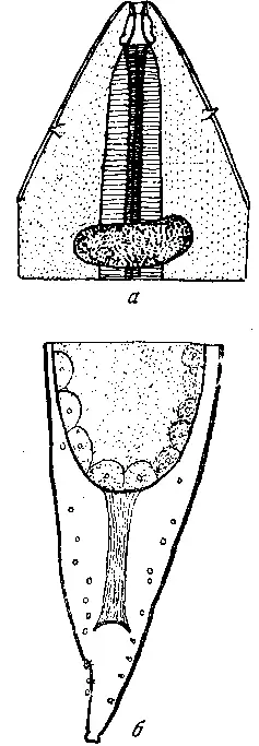 Tetrameres (Gynaecophila) gynaecophila (Molin, 1858) (Seurat, 1915 이후)