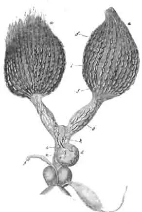 Ovaries tina nyiruan ratu domestik