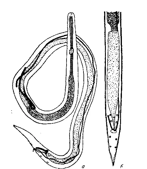 Microtetranieres inermis (Linstow, 1879) (apre Seurat, 1913)