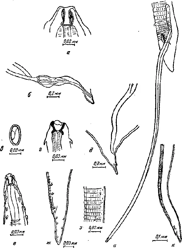 Tetrameres (Tetrameres) hagenbecki Travassos et Vogelsang, 1930 (ka dib Travassos iyo Vogelsang, 1930)