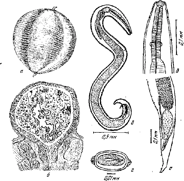 Tetrameres (Tetrameres) paucispina Sandground, 1928 (despois de Sandground, 1928)