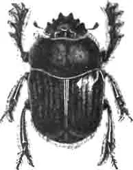 Scarab e halalelang, kapa bo-maleshoane ba halalelang (Scarabaeus sacer L.)