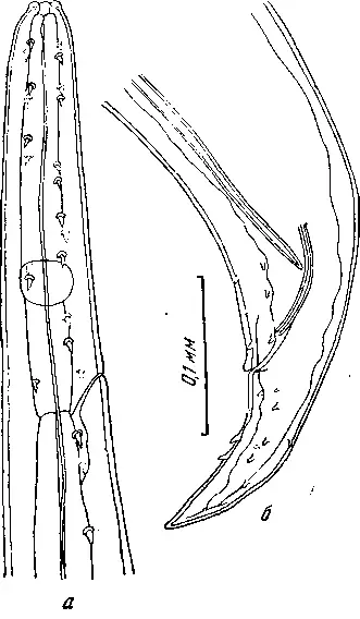 Tetrameres (Tetrameres) uxorius Mamaev, 1959 (após Mamaev, 1959)