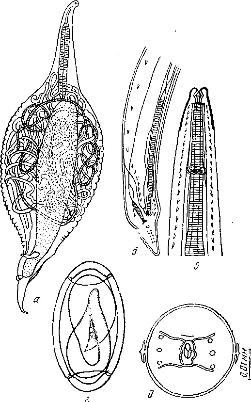 Tetrameres（Petrowimeres）fissispina（Diesing、1861）（a-d-Travassos、1919による; d-Hsu、1935による）