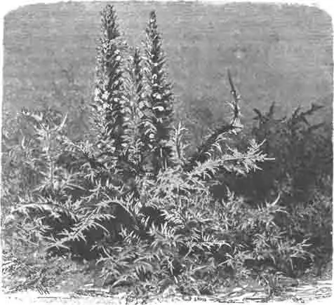 Sehlahla se meutloa (Acanthus spinosissimus)