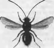 עוקעראַ (Eucera longicornis L.)