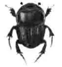 Onthophagus schreberi L. Palielināt. (Pēc Kalvera)