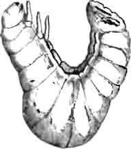 Larva brouka svatého