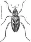 Cerceris tuberous