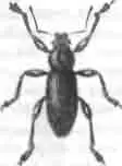 Weevil-brahider (Brachyderes lusita-nicus Fbr.)