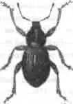 Geonem weevil (Geonemus flabellipes Ol.)