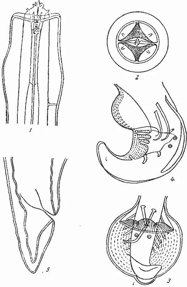 Physaloptera (Physaloptera) mexicana Caballero, 1937 (po Caballeru, 1937)