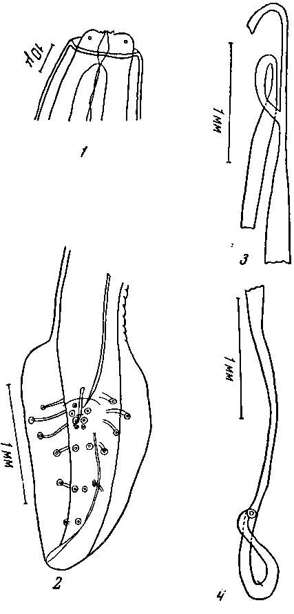 Physaloptera (Physaloptera) mexicana Caballero, 1937 (po Morganu, 1948)