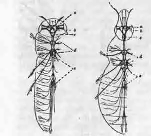 Il sistema nervoso del pesce rosso a corpo stretto (Agrilus) (19) e del tonchio (Rhynchaenus pini) (20):