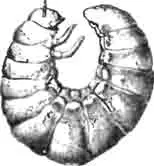 Geotrup Larva